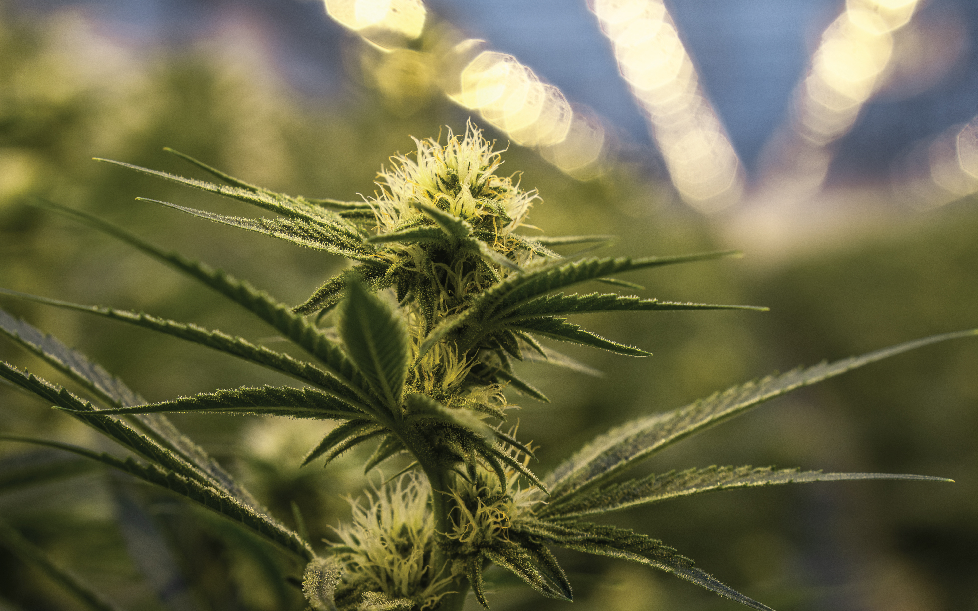 Available Now: Greenway Greenhouse Cannabis Hits Store Shelves - Greenway